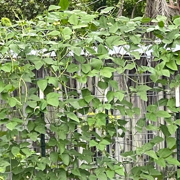 Grancy Greybeard, White Fringe Tree, Chionanthus Virginicus 13+ Seeds ...
