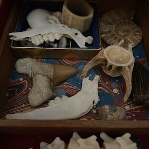 Groundhog Woodchuck Bones Full Skeletons Juvenile Adult Sold - Etsy