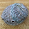 Pink Abalone Rainbow Shells-haliotis Corrugata 3"-4.50"-abalone ...