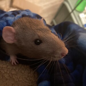 Ratoob, Dark Gray - Etsy