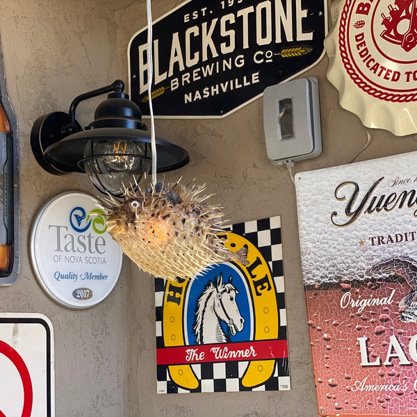 7-10" Hanging Light Puffer Fish Real Blowfish Lamp Taxidermy Animal ...