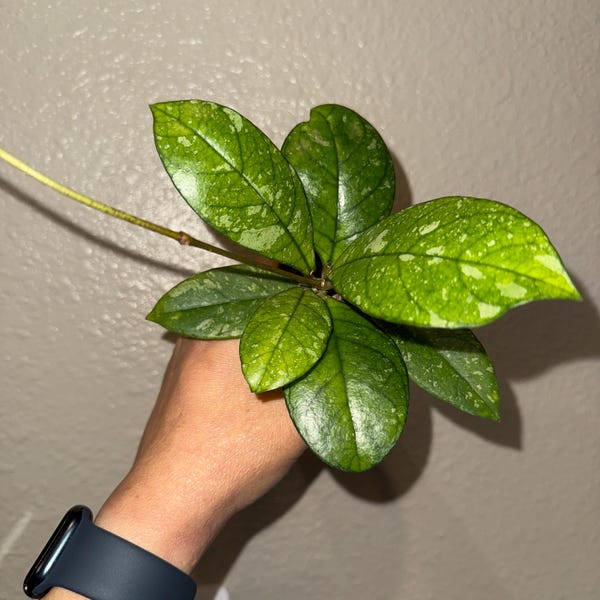Hoya Mathilde in a 6 Inch Pot / Many Peduncles / Well Established ...