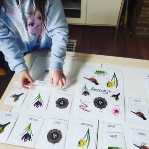 American Robin Life Cycle Pack Homeschool Printable 3-part Cards Nature ...