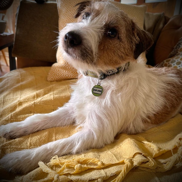 Dog Tags for Dogs "ball Obsessed" Green Dog ID Tag, Tennis Ball Tag ...