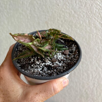 Chester Fern Starter Plant ALL STARTER PLANTS Require You to Purchase 2 ...