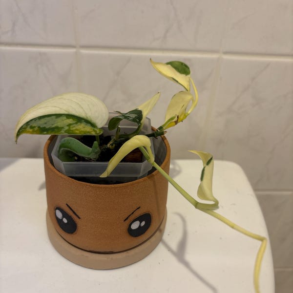 Scindapsus Salamount; Variegated Scindapsus Pictus Dark Cloud Salamount ...