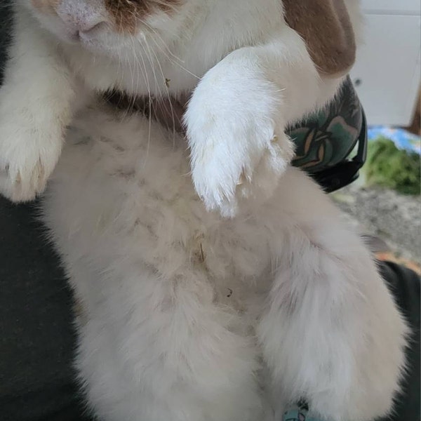 Size: Jumbo Rabbit Hock Socks 2-way Straps - Etsy