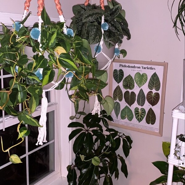 Philodendron Varieties - Plant Identification Chart - Digital Download ...