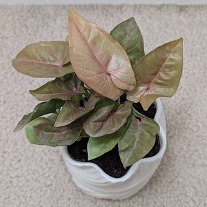 Peperomia Dragon Skin Starter Plant ALL STARTER PLANTS - Etsy