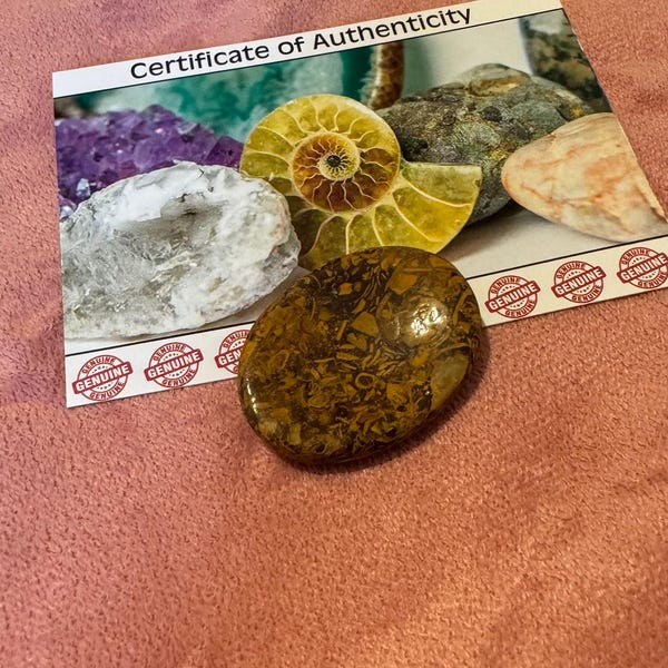 Giant chalk ammonite fossil cretaceous, eastbourne, sussex authentic ...