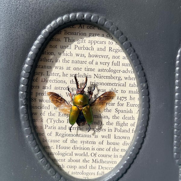 25, 50, 100 A Grade Real Butterfly Wings, Wings for Crafts, Laminated ...