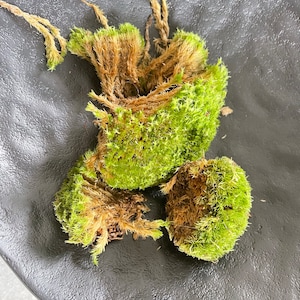 AZALEA REDMOOR ROOTS Terrarium Supplies Decorative Roots - Etsy UK