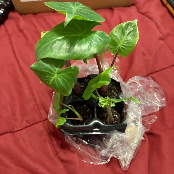 Rare Alocasia 'imperial Red' Elephant Ear Plant | Houseplant or ...