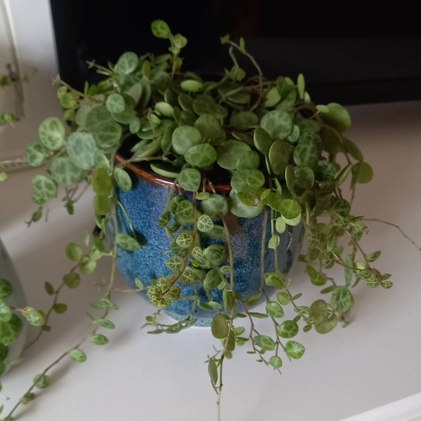 Baby Buddhas Temple Houseplant Crassula Mini Indoor Plant Pyramidalis ...