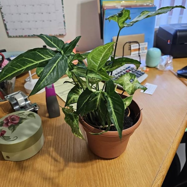 Healthy Chaya Plant Cuttings With Emeritus Gardens Plant Food and Chaya ...