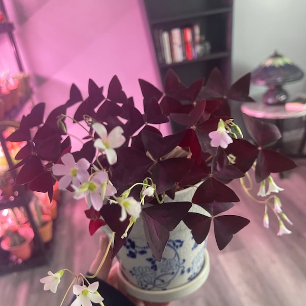 30 Calming Corner Feelings Poster Classroom, Calm Down Emotion Chart ...