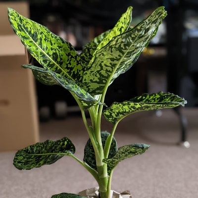 85 100cm Monstera Deliciosa Taurii XL Swiss Cheese Plant - Etsy UK