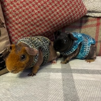 Crochet Pattern Rabbit Sweater, Rabbit Clothes Pattern - Etsy Canada