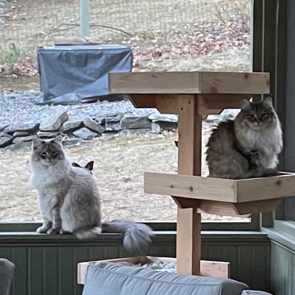 5 Perch Outdoor Cedar Cat Tree Tower Has 5 Levels. Our Tallest Tree for ...