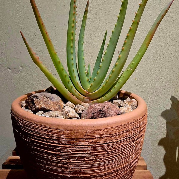 Aloe 'tangerine' HYBRID Arborescens X Ferox INTENSE BLOOMS Starter ...