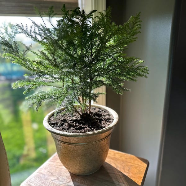 Mini Norfolk Island Pine • 6" Live Houseplant • Small Pine Tree • Live ...