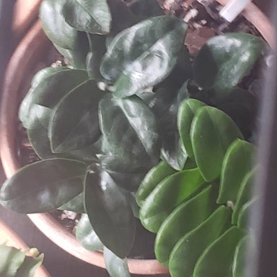 Zz Zenzi Plant zamioculcas Zamiifolia 4 Pot ALL PLANTS - Etsy