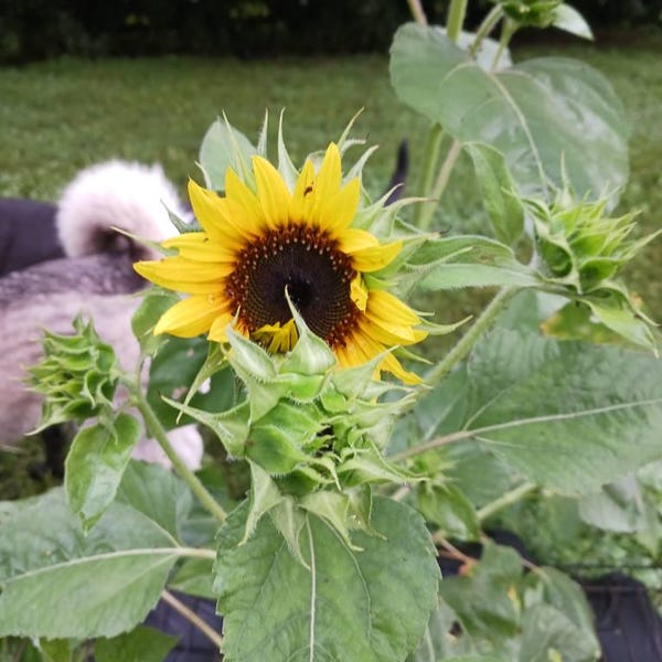 50pcs Pink Pooh Sunflower Seeds | Unique Pink Blooms | Non-gmo ...