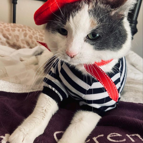 Complete French Cat Outfit- Cat Beret, Ascot and Striped Shirt Pet ...