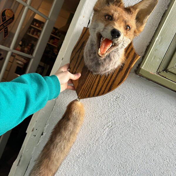 Vintage Taxidermy Roe Deer Skulls & Antlers. 6 Pointers. on a Dark Wood ...