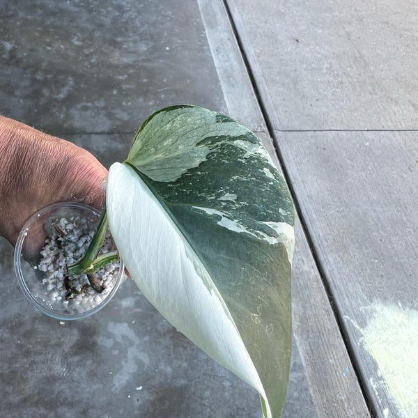 Cebu Ghost 2 Wet Sticks | NODES | Unrooted | Epipremnum Cebu Blue Ghost ...