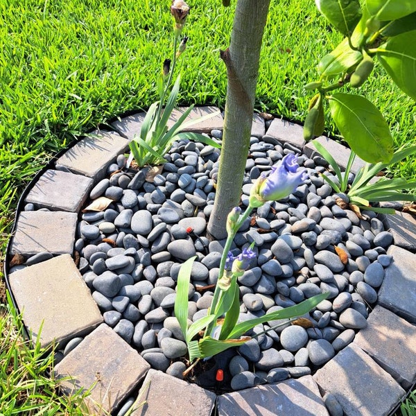 Open Ocean Iris Plant Quart Pot | Repeat Blooming Lilac Blue Flowers ...