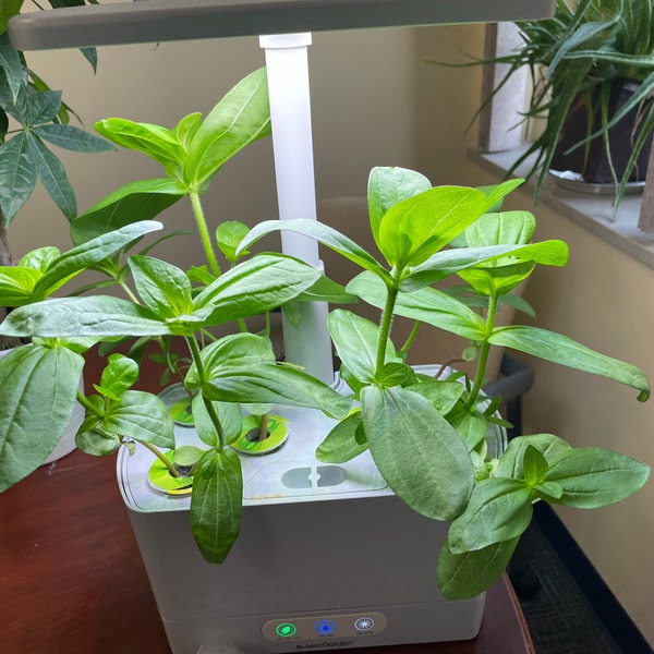 Zinnia Dwarf Button Box (mixed) #132 - Etsy