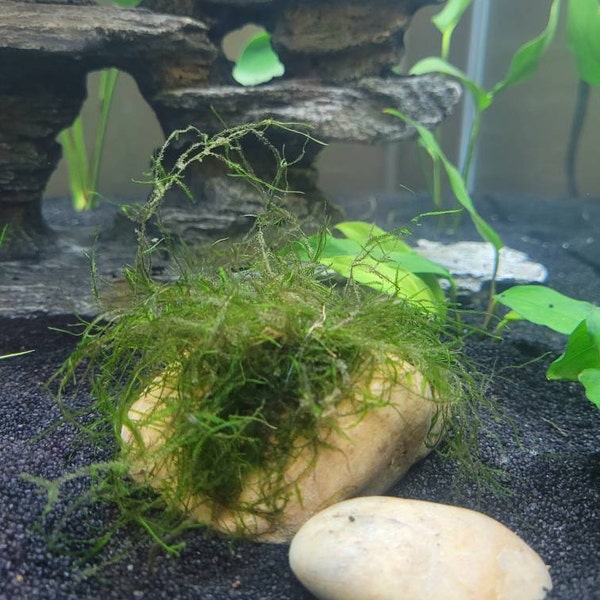Java Moss Taxiphyllum Barbieri for Planted Tank Live Aquarium ...