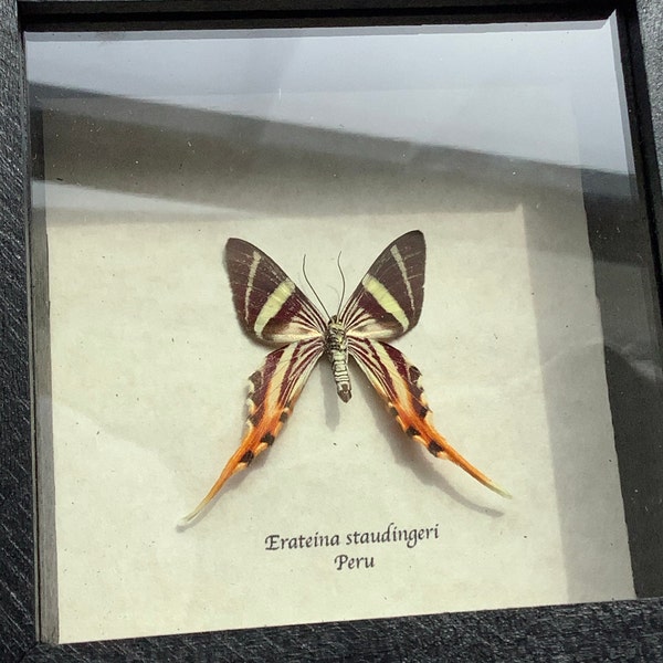 Rare Maroon Geometer Moth Framed Taxidermy - Erateina Staudingeri - Etsy