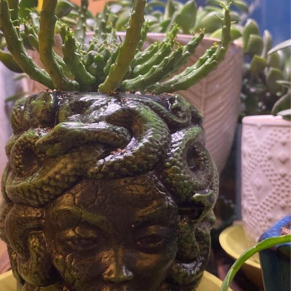 Hand-painted Concrete Medusa Head Planter | Small Greek Mythology ...
