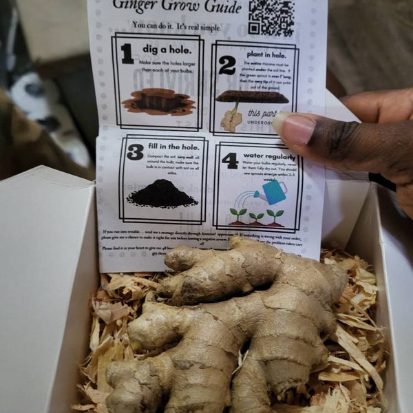 3 Organic Peruvian Ginger Rhizomes for Planting. Bulbs Will Arrive Pre ...