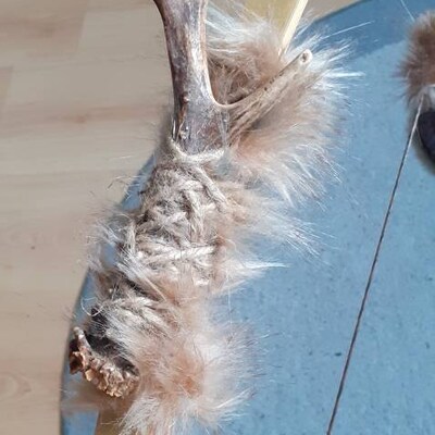 Fallow Deer Skull From Central Europe Fallow Deer dama Dama Unique ...