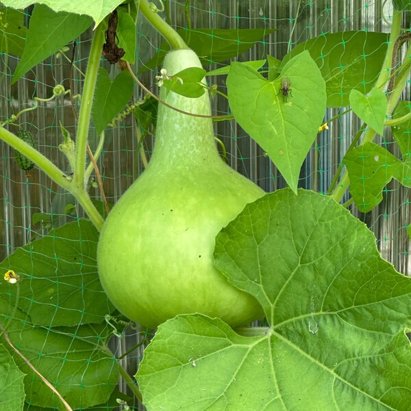 Exotic Butterfly Pea - Blue Tea Pea / Asian Pigeonwings / Blue Pigeon ...