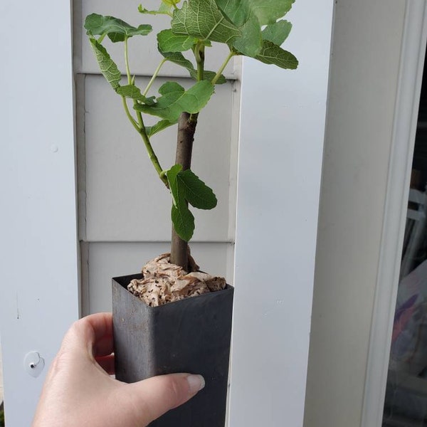 5 Verdone Strawberry Fig Stem Cuttings Green Outside Red Inside SC ...