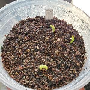 Delosperma Napiforme / 20 Seeds | Etsy Canada