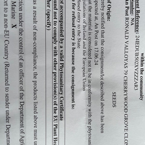 Moringa Oleifera Seeds Drumstick Seeds Malunggay Seeds Miracle Tree ...