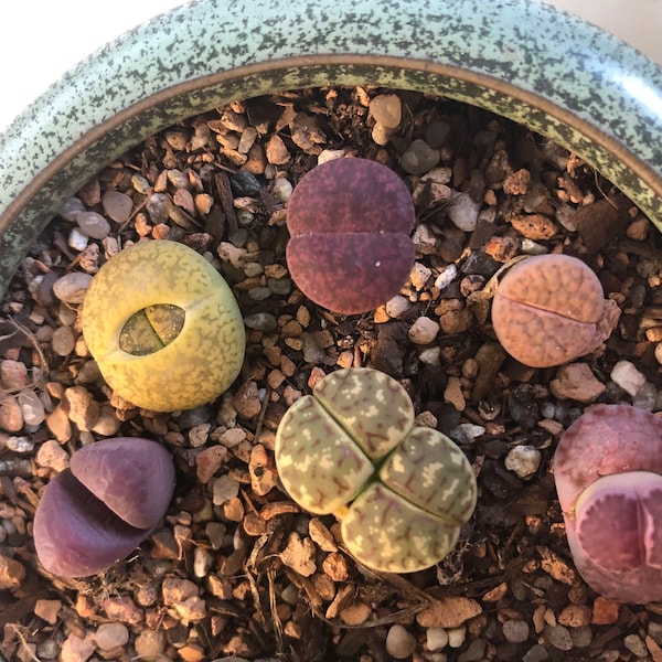 Plant -1-dinterops（ D.vanzylii × “fred's Redhead”） - Etsy