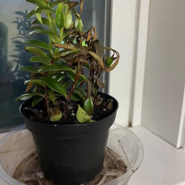 Calathea Burle Marx, Fishbone Prayer Plant, Unique and Easy to Care ...