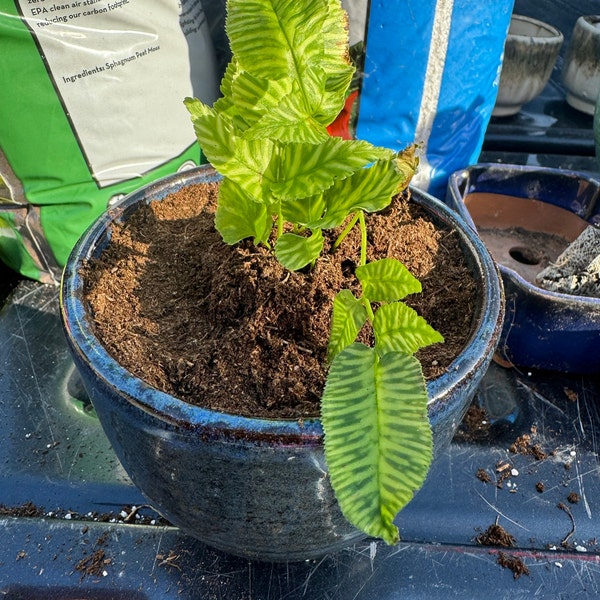 Golden Zebra Fern Starter Plant (ALL STARTER PLANTS Require You to ...