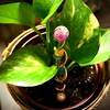 Fairy Garden Stakes. Potted Plant Accessory. Fairy Gazing Balls. Fairy ...