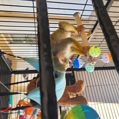 Perch Toy With Rotating Balls for Budgies, Budgerigars, Parakeets ...