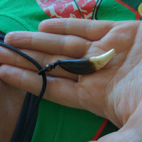 Large Wolf Tooth Necklace Wolf Teeth Necklace Wolf Necklace Wolf Tooth ...