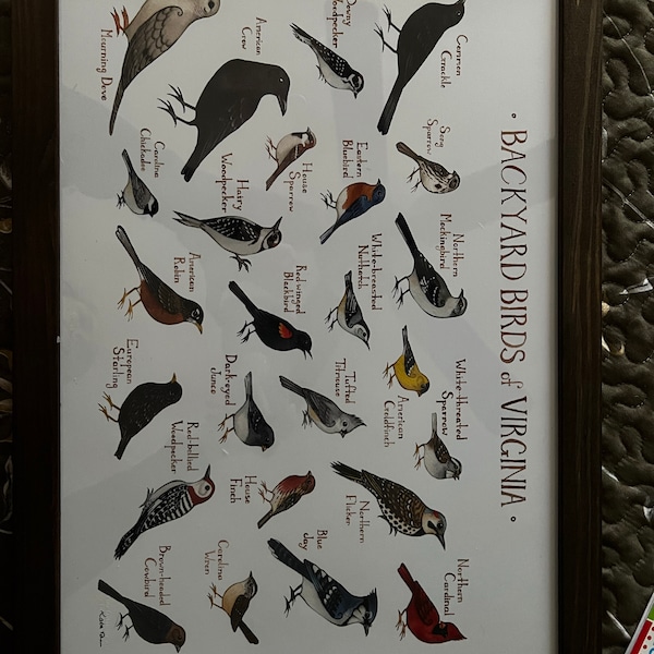 Virginia Backyard Birds Field Guide Art Print / Watercolor Painting ...