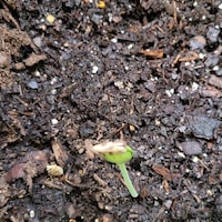 500 White Stem Baby Pak Choi Seeds, Nail Bai Cai, Dwarf Bok Choy, Asian ...