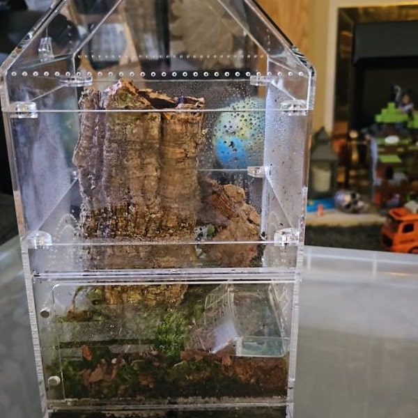 Domus - 4 in 1 Jumping Spider Enclosure - Etsy